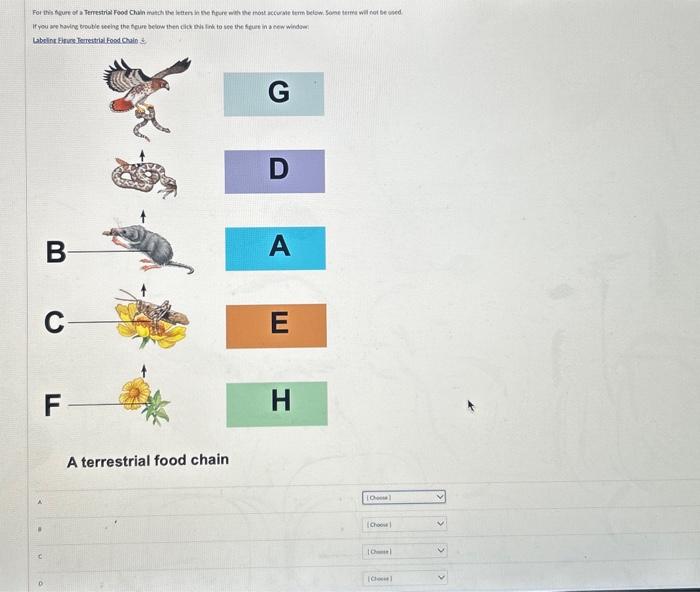Solved Lablint Fince lenestrial food Chain ? A terrestrial | Chegg.com