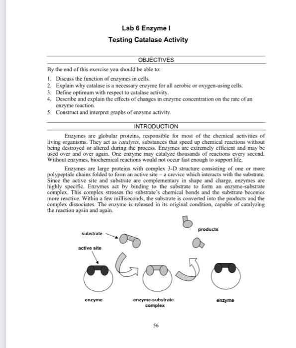 Catalase Enzyme Lab