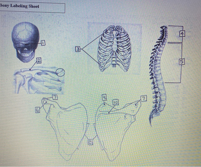 Solved Bony Landmarks Labeling Write the correct name of | Chegg.com