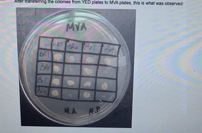 Solved After transferring the colonies from YED plates to | Chegg.com