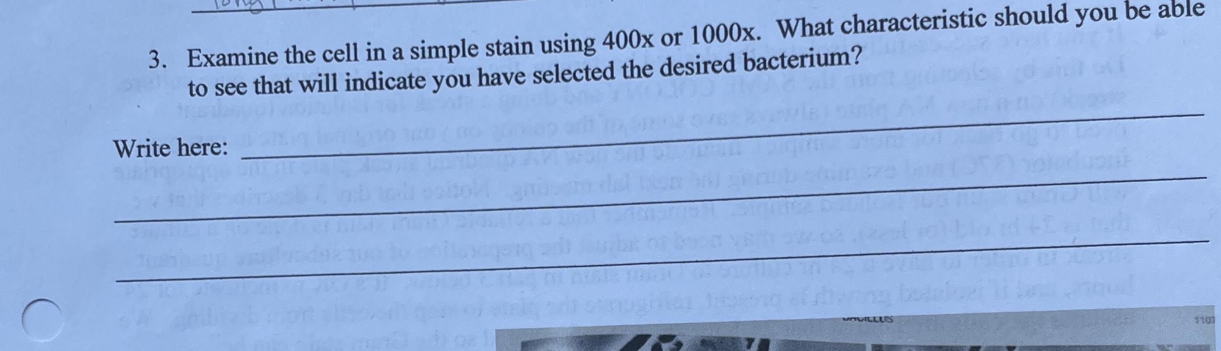 Solved Examine the cell in a simple stain using 400x ﻿or | Chegg.com