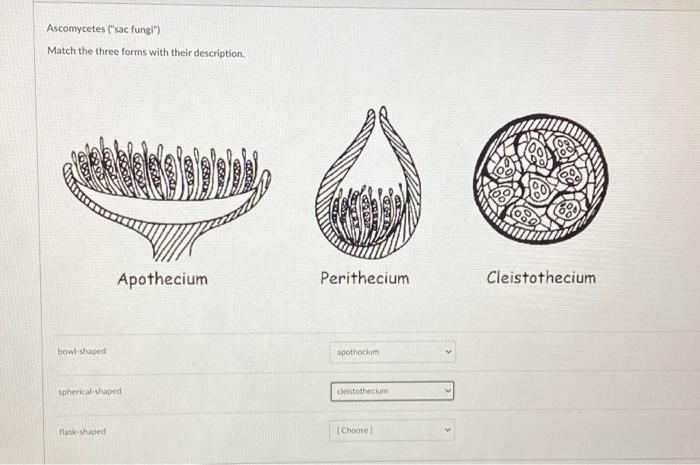 Solved Ascomycetes ("sac fungi") Match the three forms with | Chegg.com