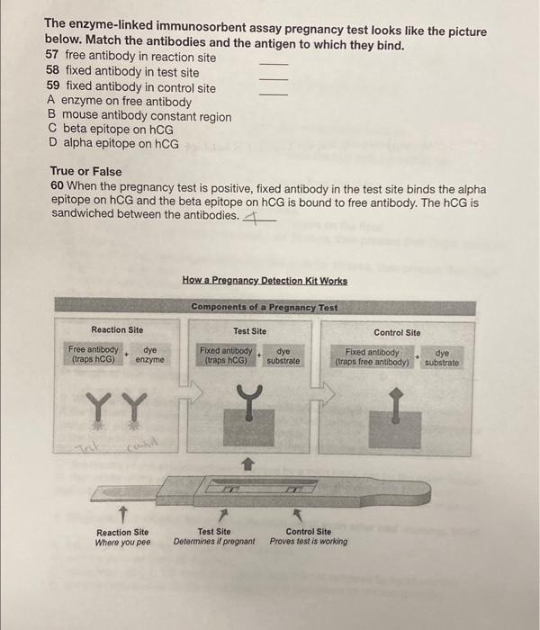 Solved The enzyme-linked immunosorbent assay pregnancy test | Chegg.com