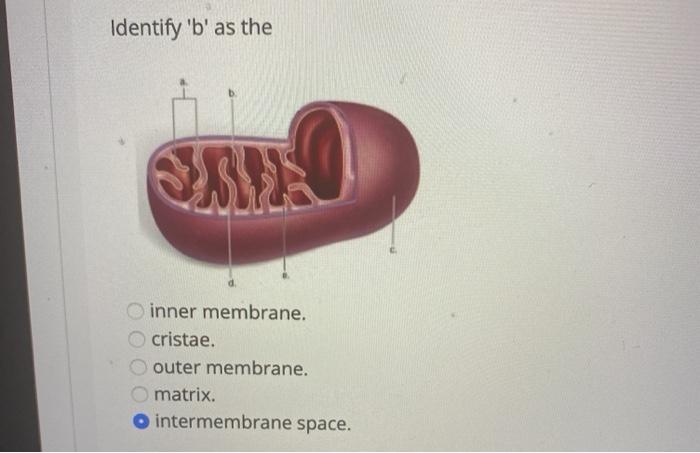 Solved Identify 'b' as the ООО inner membrane. cristae. | Chegg.com