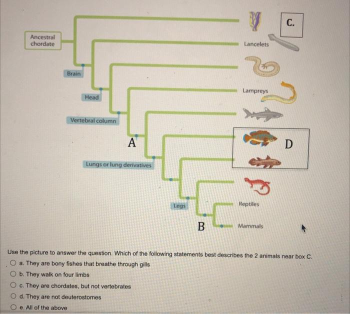 Solved Use the phylogenetic tree graphic as a guide when | Chegg.com