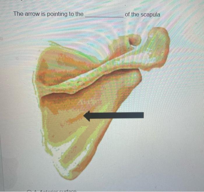 Solved The arrow is pointing to the of the scapula ana O | Chegg.com