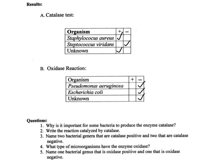 Solved A. Catalase test: B. Oxidase Reaction: Questions: 1. | Chegg.com
