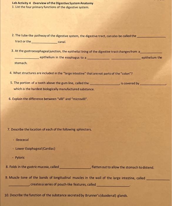 Solved Lab Activity 4 Overview of the Digestive System | Chegg.com