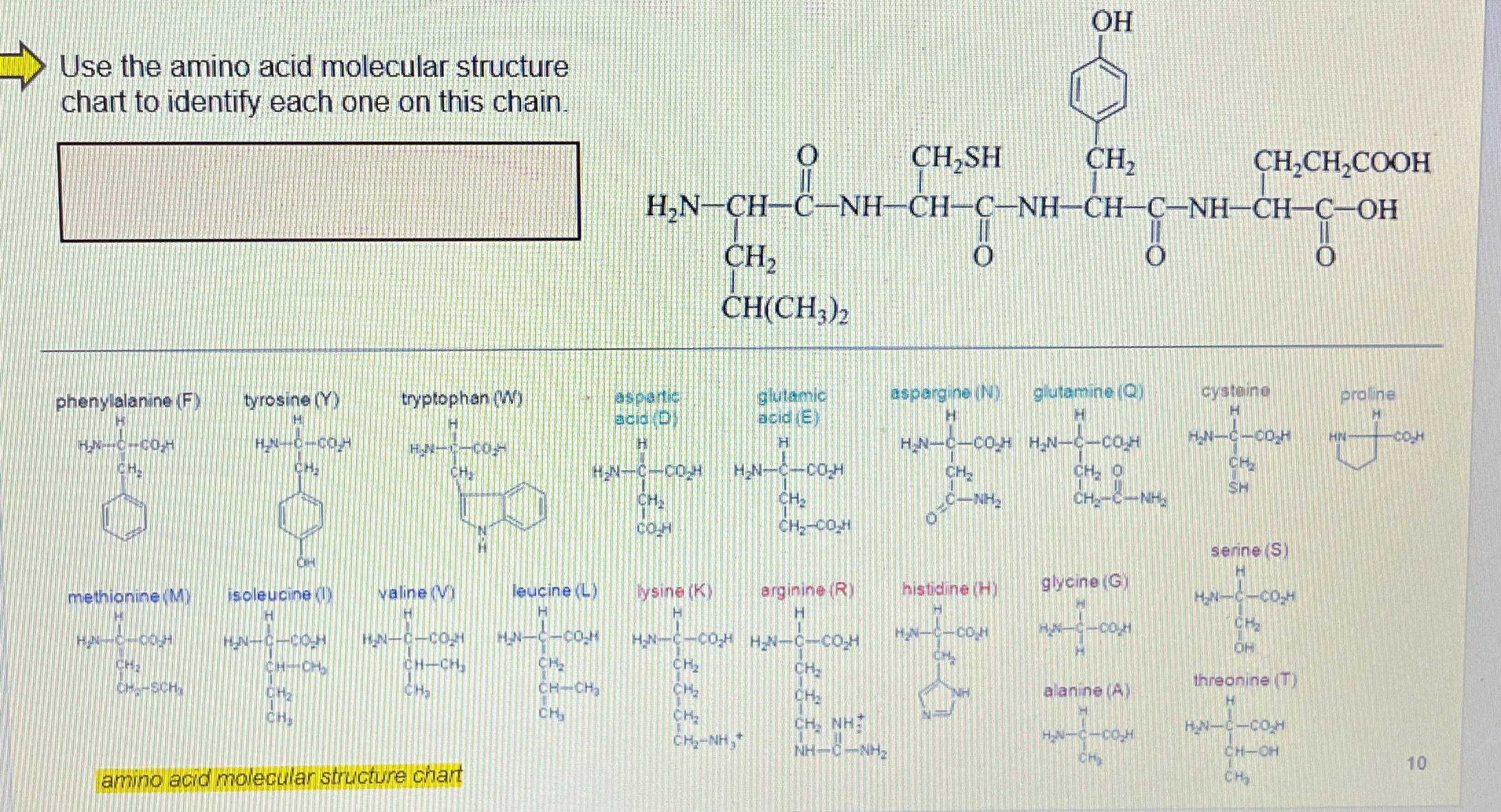 Solved Use the amino acid molecular structure chart to | Chegg.com