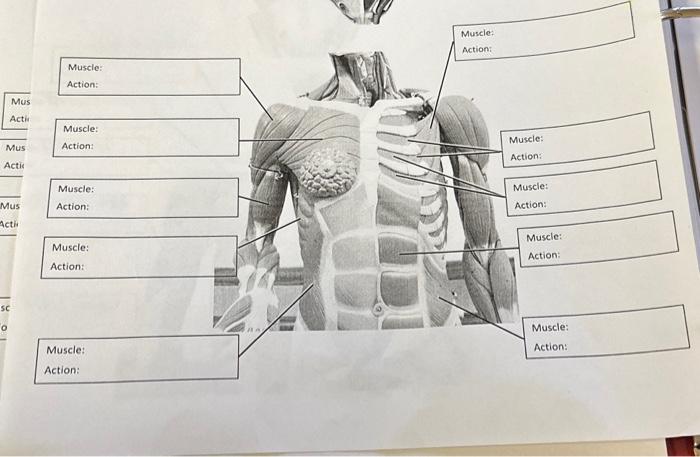 Solved label please | Chegg.com