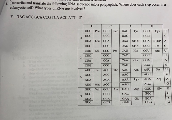 Solved 4. Transcribe and translate the following DNA | Chegg.com