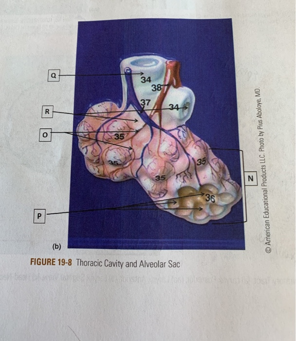 Solved FIGURE 19-8 Thoracic Cavity and Alveolar Sac 37 © | Chegg.com