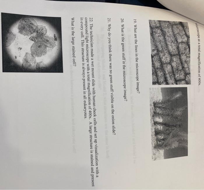 Solved microscope at a total magnification of 400x. 19. What | Chegg.com