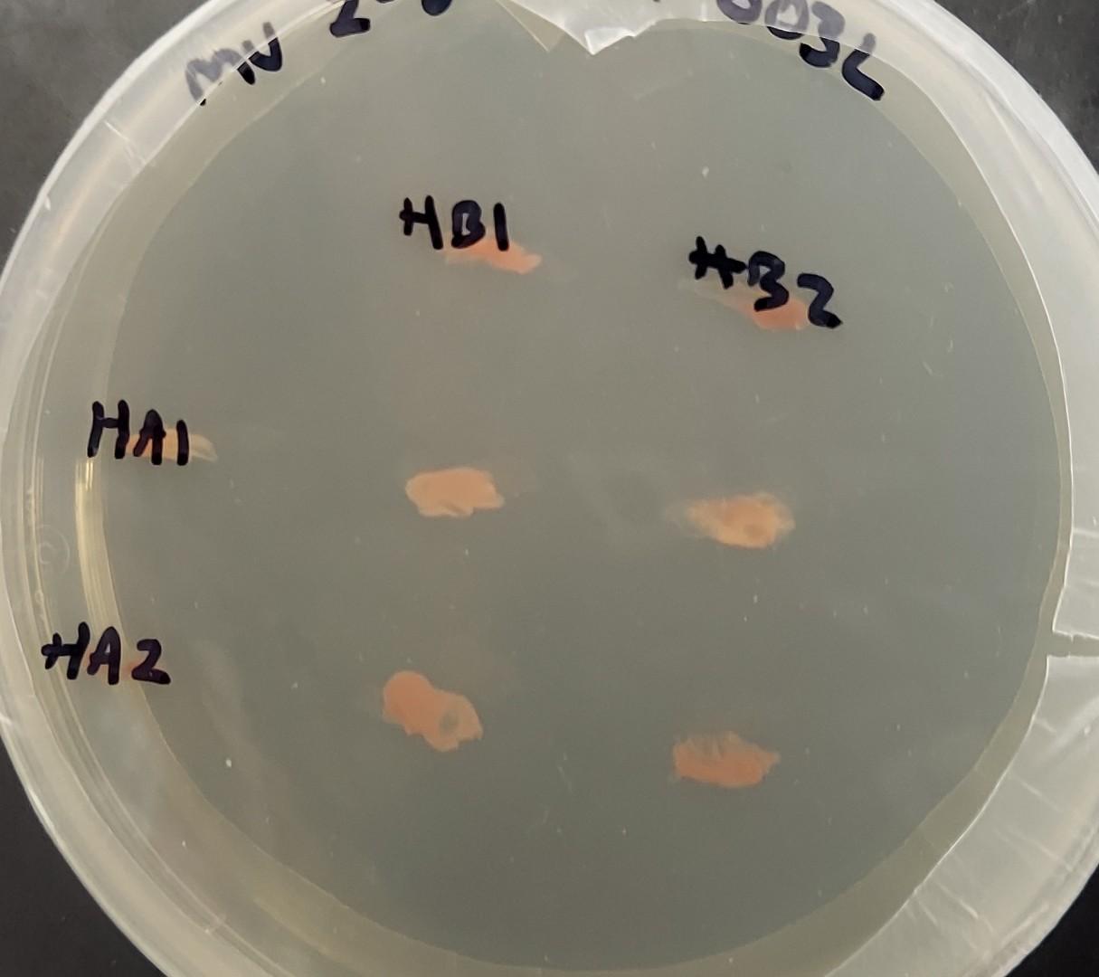 Solved Lab 4: Yeast Complementation Purpose In this | Chegg.com