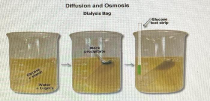 Solved Observe the results from the diagram of diffusion and | Chegg.com