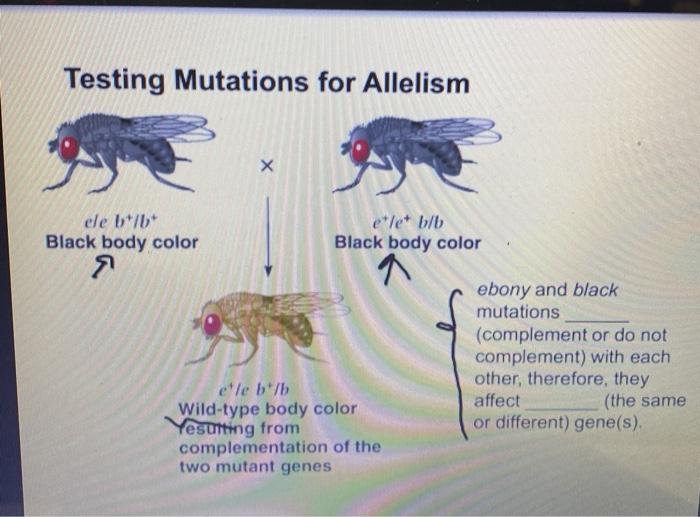 Solved Testing Mutations for Allelism Х ele bb Black body | Chegg.com