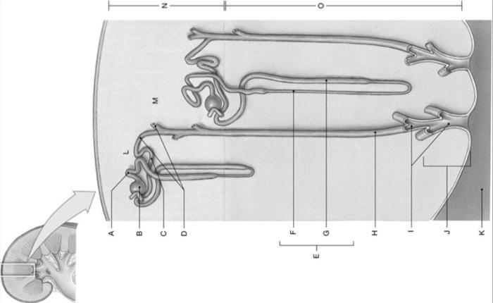 Solved please label | Chegg.com