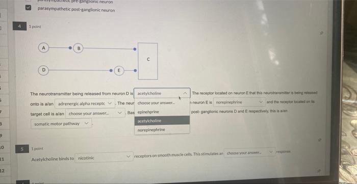 Solved parasympathetic post-ganglionic neuron 1 point The | Chegg.com