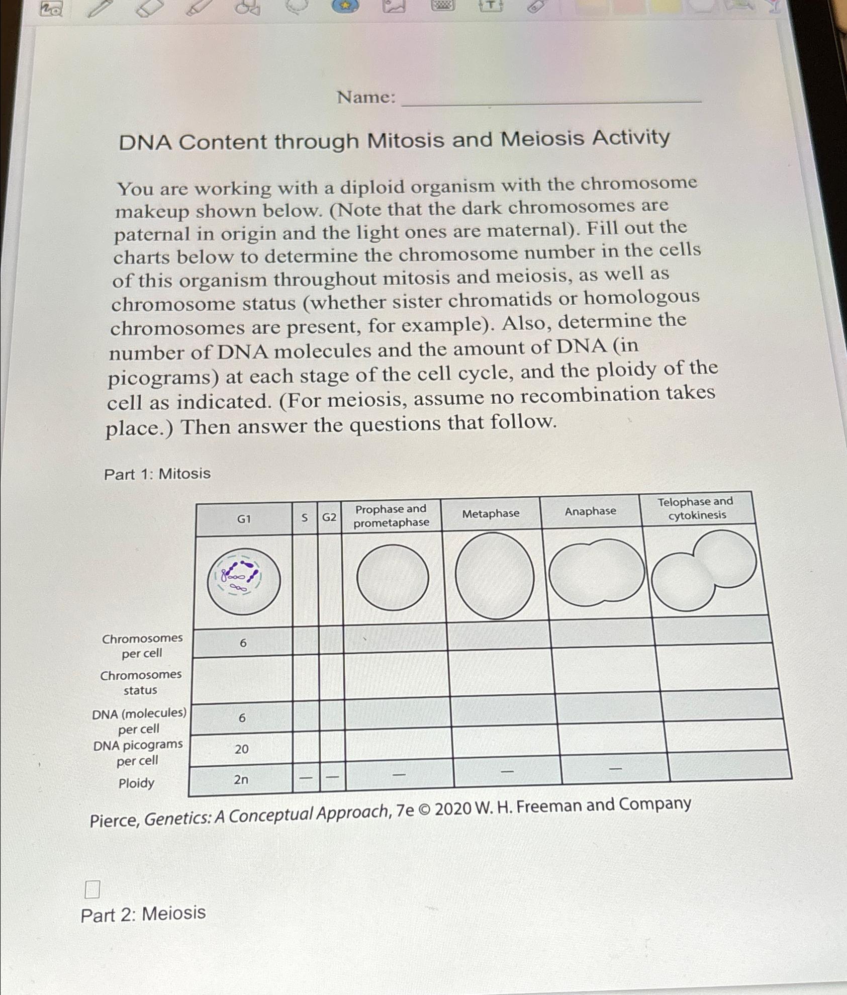 Solved Name:DNA Content through Mitosis and Meiosis | Chegg.com