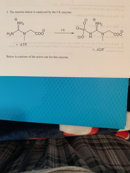 Solved 2. The reaction below is catalyzed by the CK enzyme: | Chegg.com