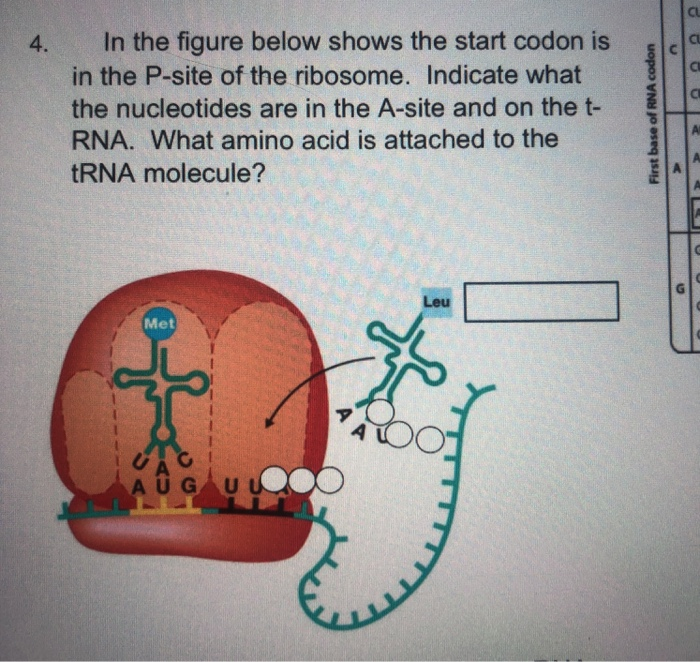 Solved CH 4. C C In the figure below shows the start codon | Chegg.com