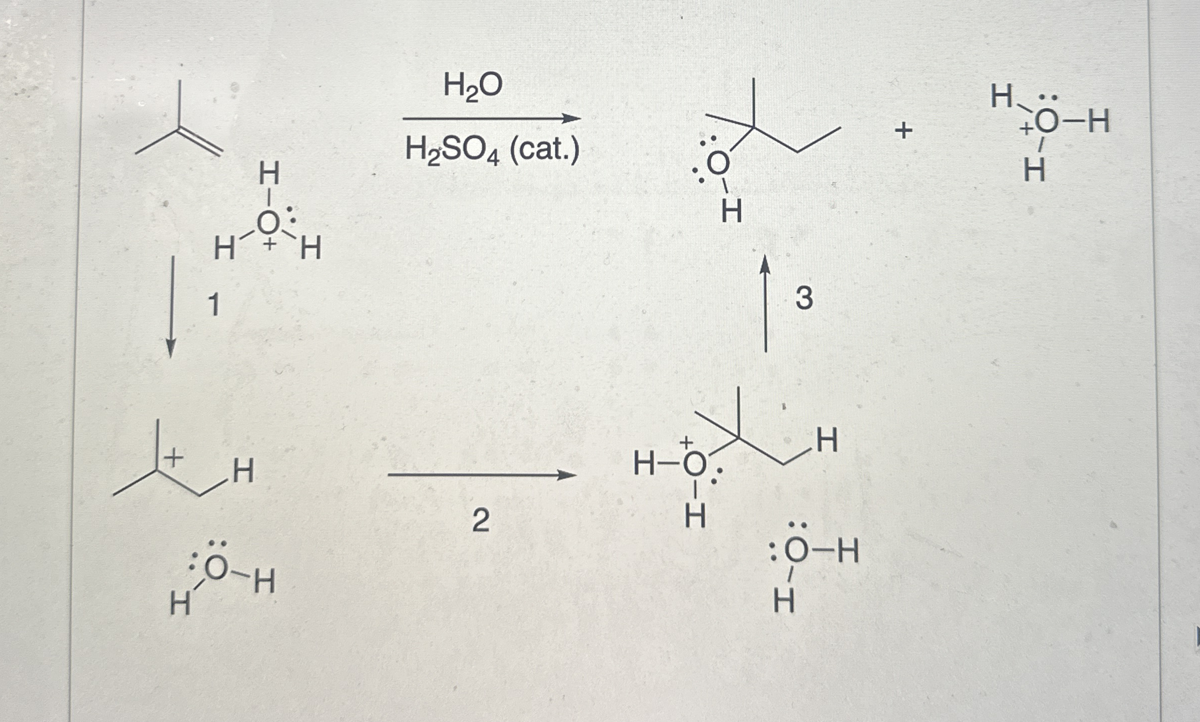 Solved Shown below is three step mechanism of an | Chegg.com