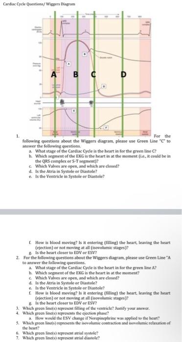 Solved Cardiac Cycle Questions/ Wisgers Diagram 1. following | Chegg.com
