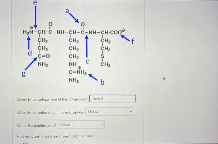 Solved Use this image of a short polypeptide to answer the | Chegg.com