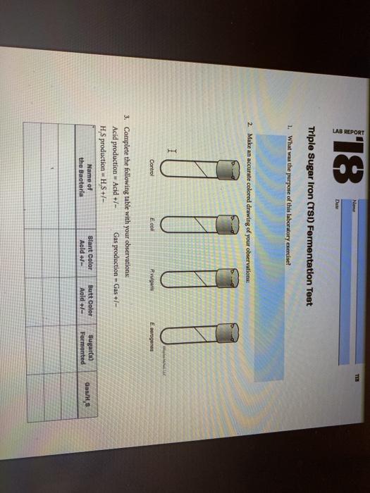Now mu LAB REPORT 118 DI Triple Sugar Iron (TSI) | Chegg.com