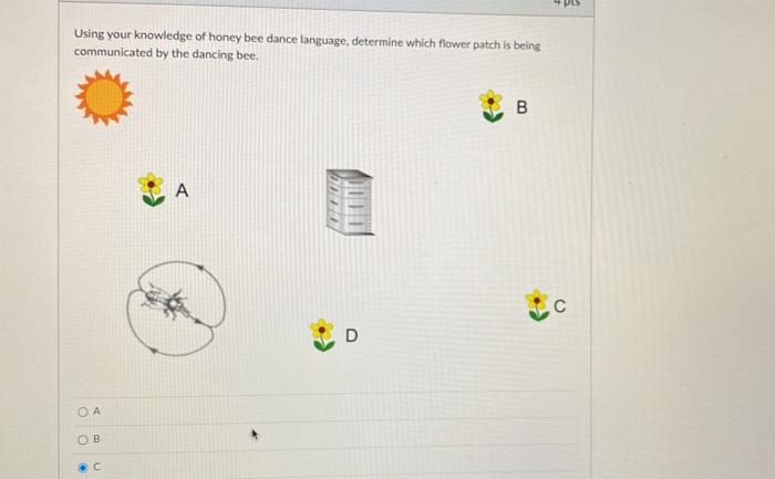 Solved PES Using your knowledge of honey bee dance language, | Chegg.com