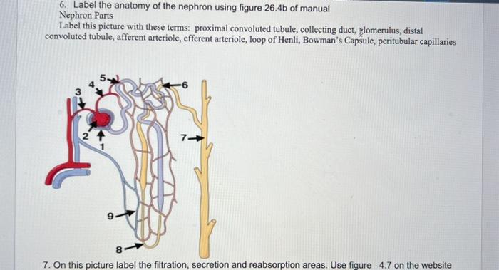 Solved 6. Label the anatomy of the nephron using figure 26.4 | Chegg.com