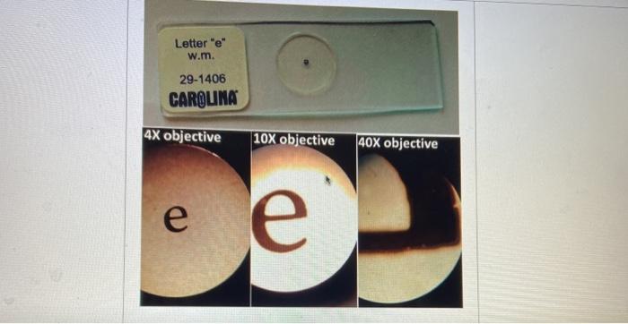 Letter "e" w.m. 29-1406 CAROLINA 4X objective 10X | Chegg.com