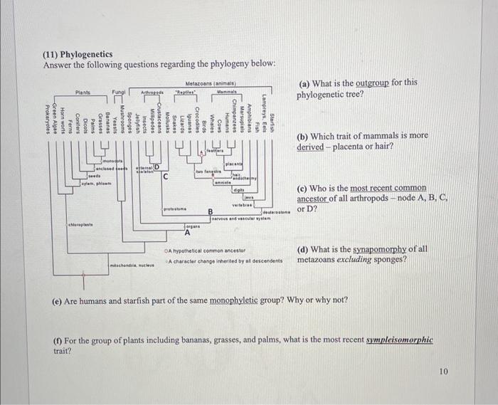Solved (11) Phylogenetics Answer the following questions | Chegg.com