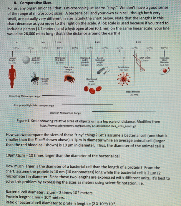 Bacteria Sizes
