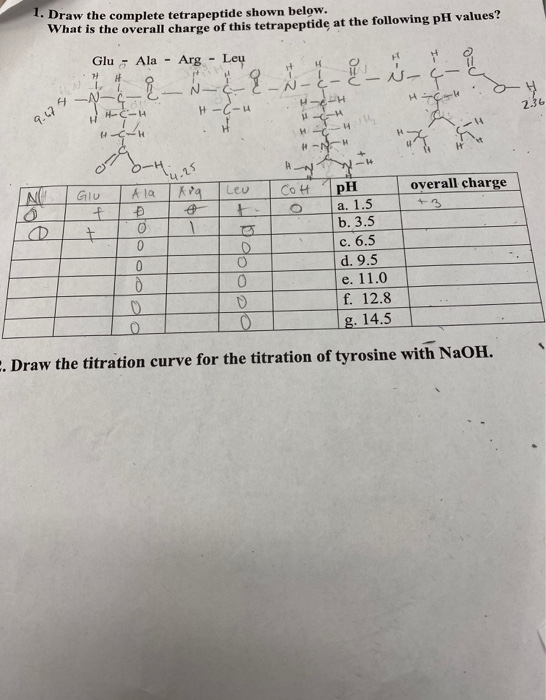 Solved 1. Draw the complete tetrapeptide shown below. What | Chegg.com