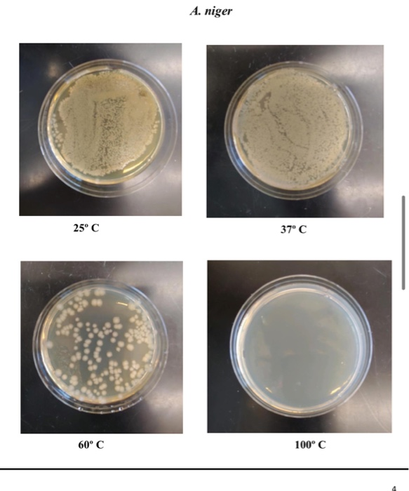 Solved LAB 2: 1. Observe all plates for the amount of | Chegg.com