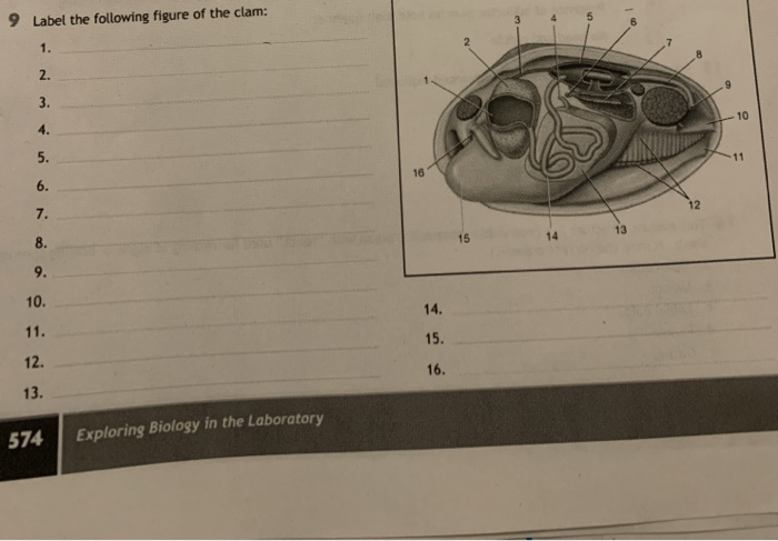 Solved 9 Label the following figure of the clam: 574 | Chegg.com