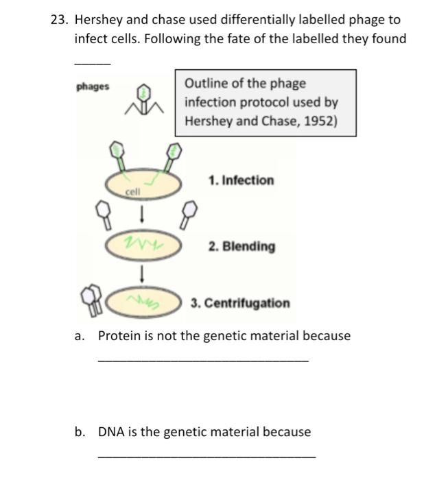 Solved 23. Hershey and chase used differentially labelled | Chegg.com