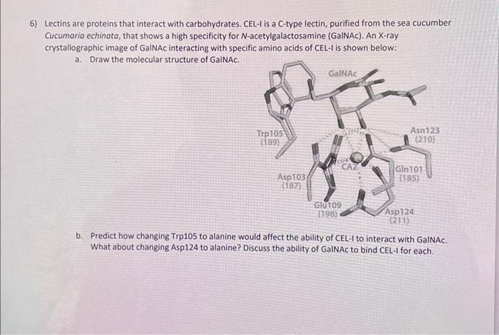 Solved 6) Lectins are proteins that interact with | Chegg.com