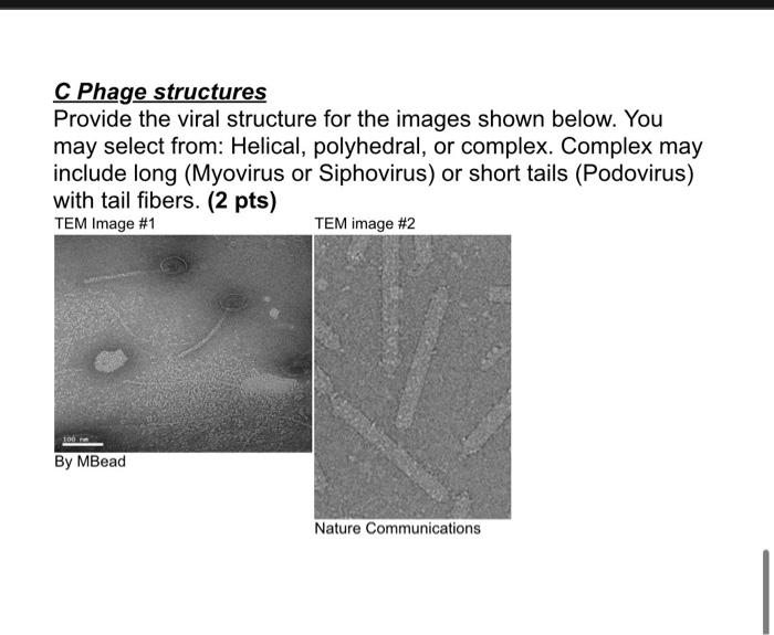 Solved C Phage structures Provide the viral structure for | Chegg.com