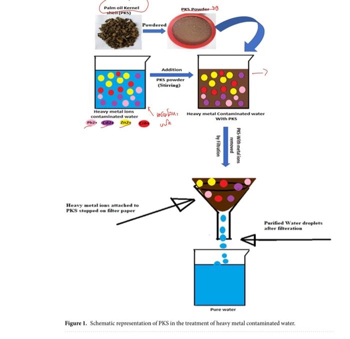 Solved Palm oil Kernel shell (PKS) PKS Powder Powdered | Chegg.com