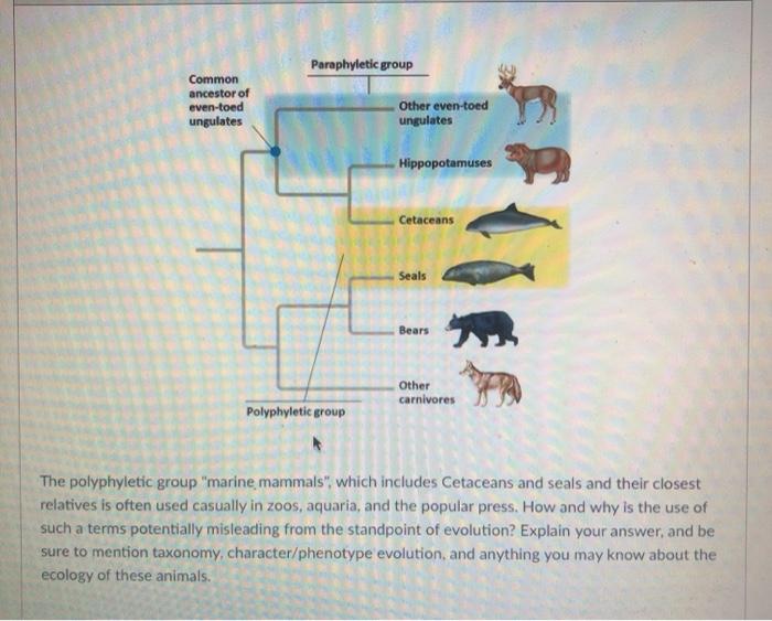 Solved Paraphyletic group Common ancestor of even-toed | Chegg.com