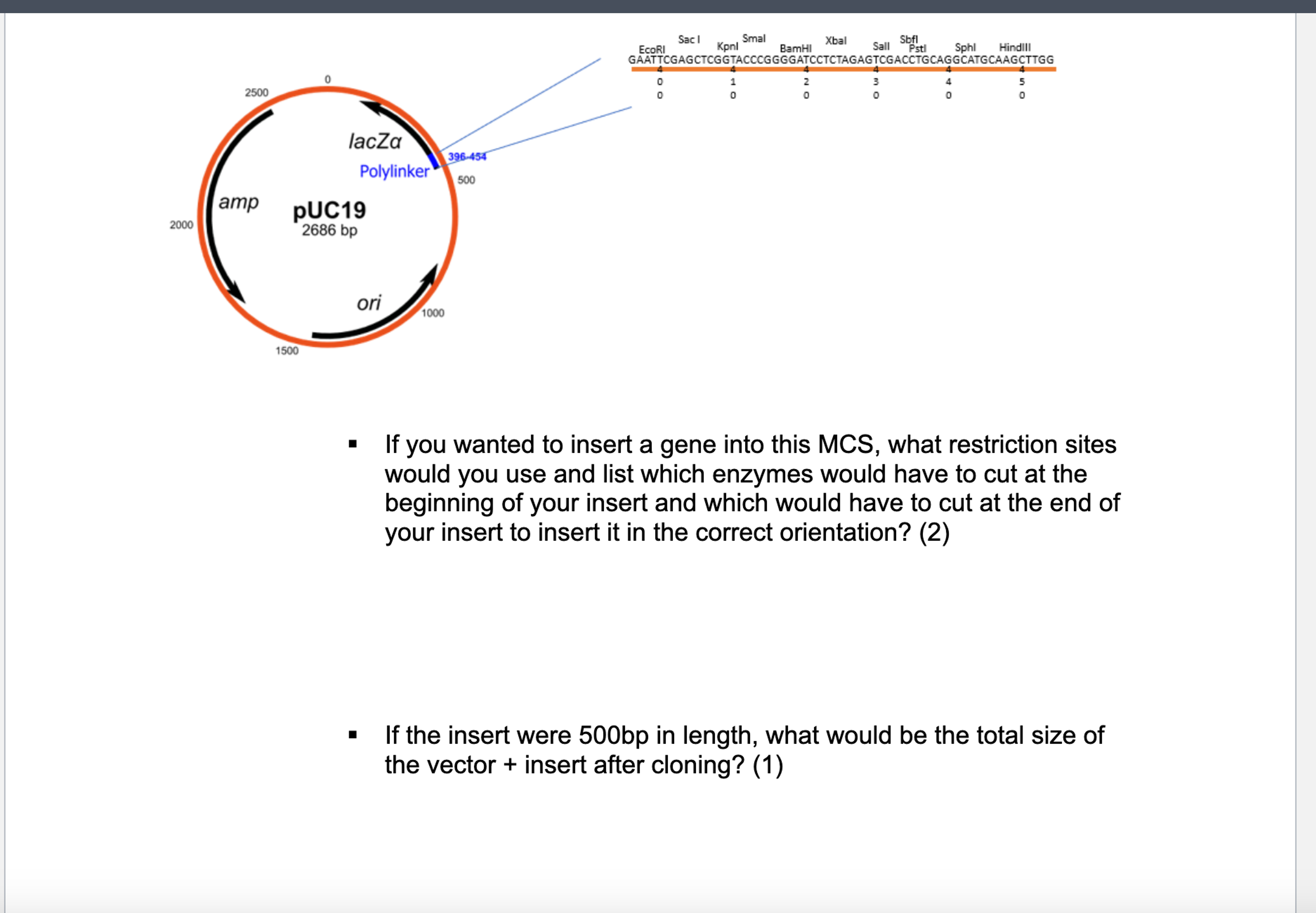 Solved If you wanted to insert a gene into this MCS, ﻿what | Chegg.com