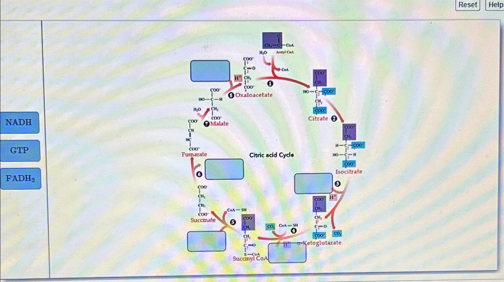 Solved The citric acid cycle is named based on the fact that | Chegg.com