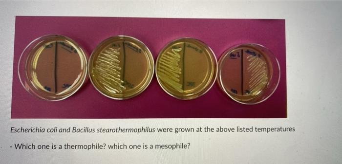 Solved OOUD Escherichia coli and Bacillus stearothermophilus | Chegg.com