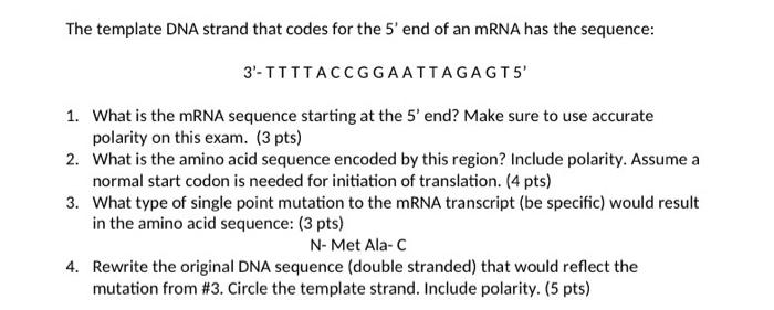 Solved The template DNA strand that codes for the 5′ end of | Chegg.com