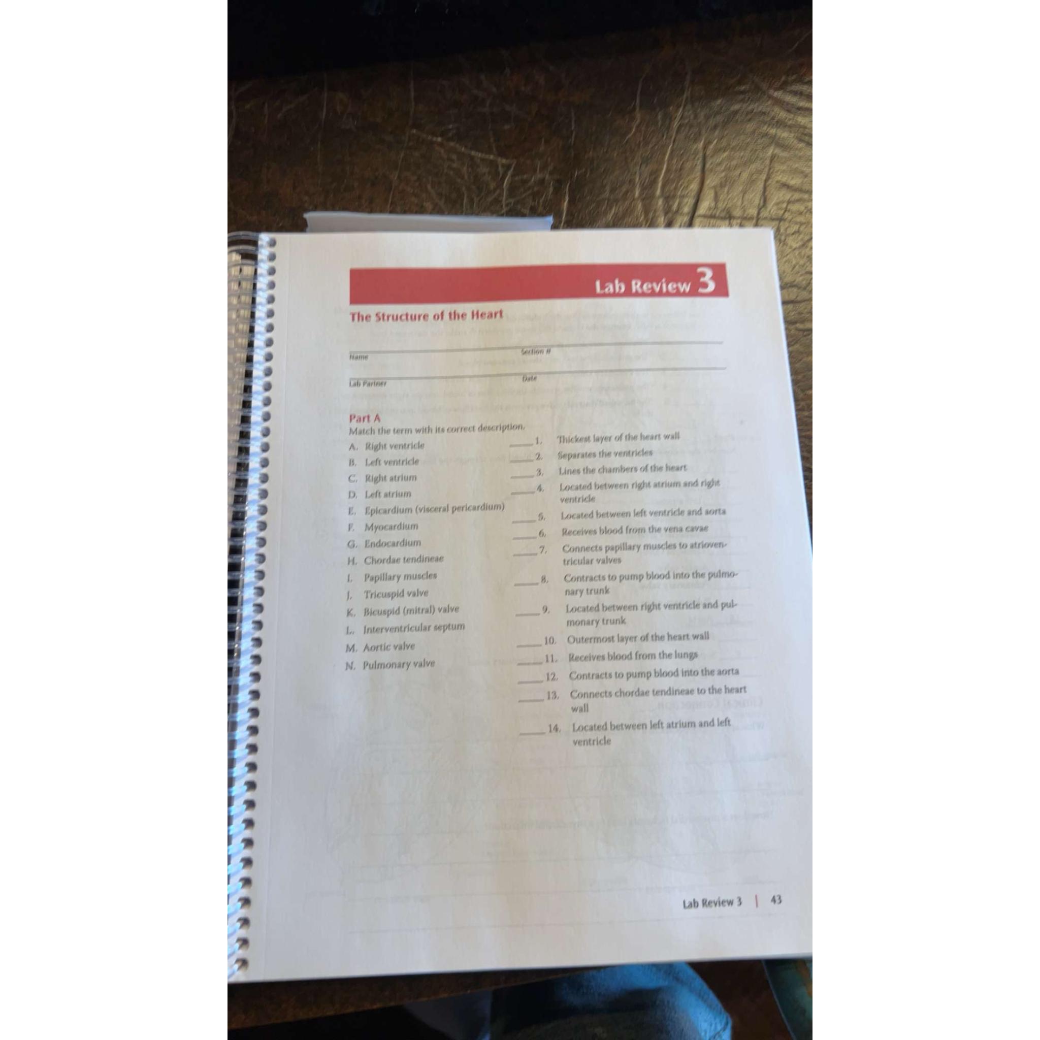 Solved Lab ReviewThe Structure of the HeartVameGeciven"Eб | Chegg.com