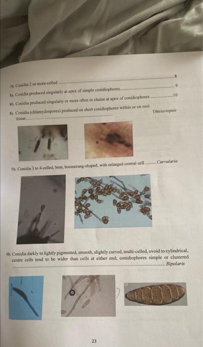Condia 2 or more-celled NA Conidia produced | Chegg.com