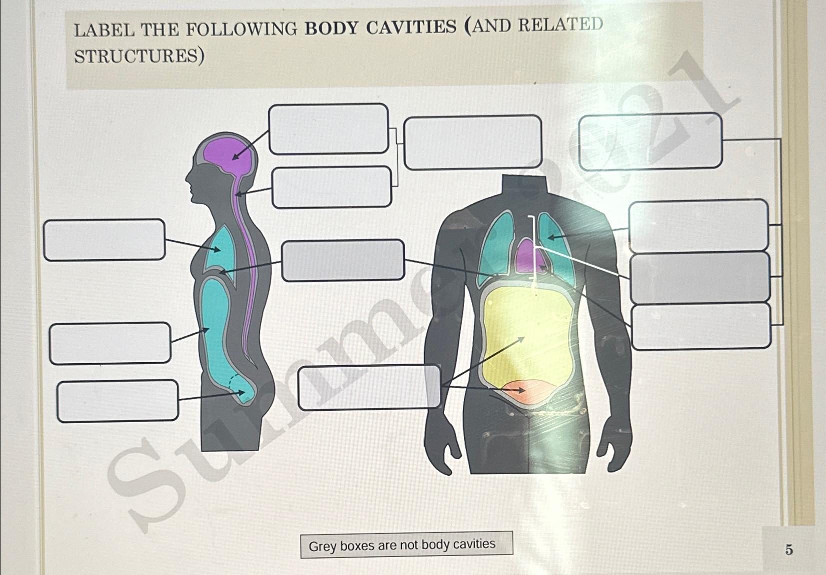 Solved Label yhe following body cavities | Chegg.com