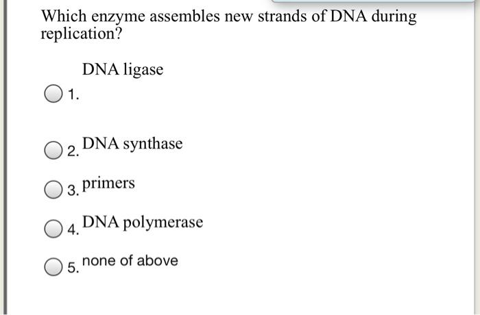 Solved Which enzyme assembles new strands of DNA during | Chegg.com